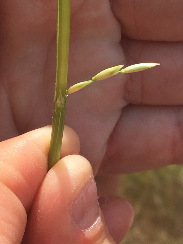 California oat grass (Danthonia californica) Flower, Leaf, Care, Uses ...