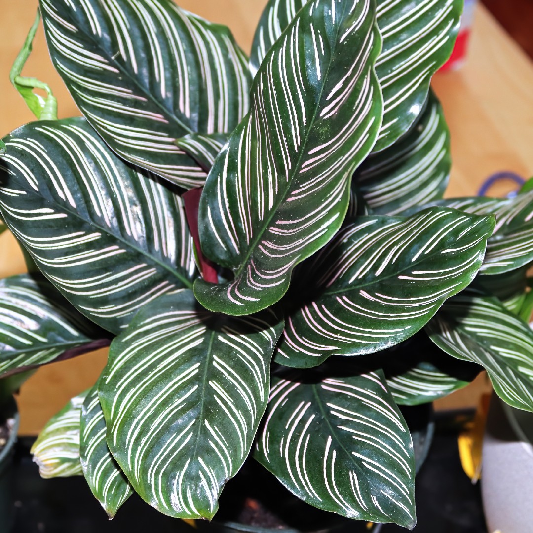Calateas (Calathea) - PictureThis