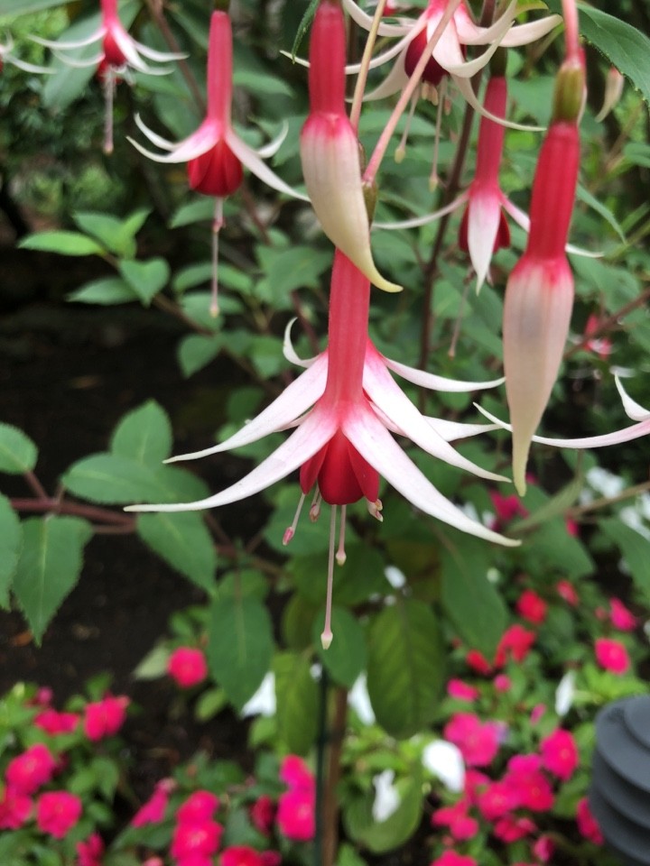 Fuchsias (Fuchsia) Flower, Leaf, Care, Uses - PictureThis