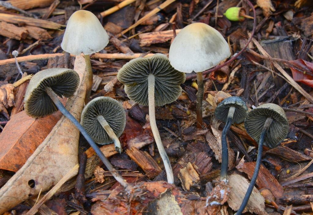 Paneolus Cyanescens Panaeolus Cyanescens