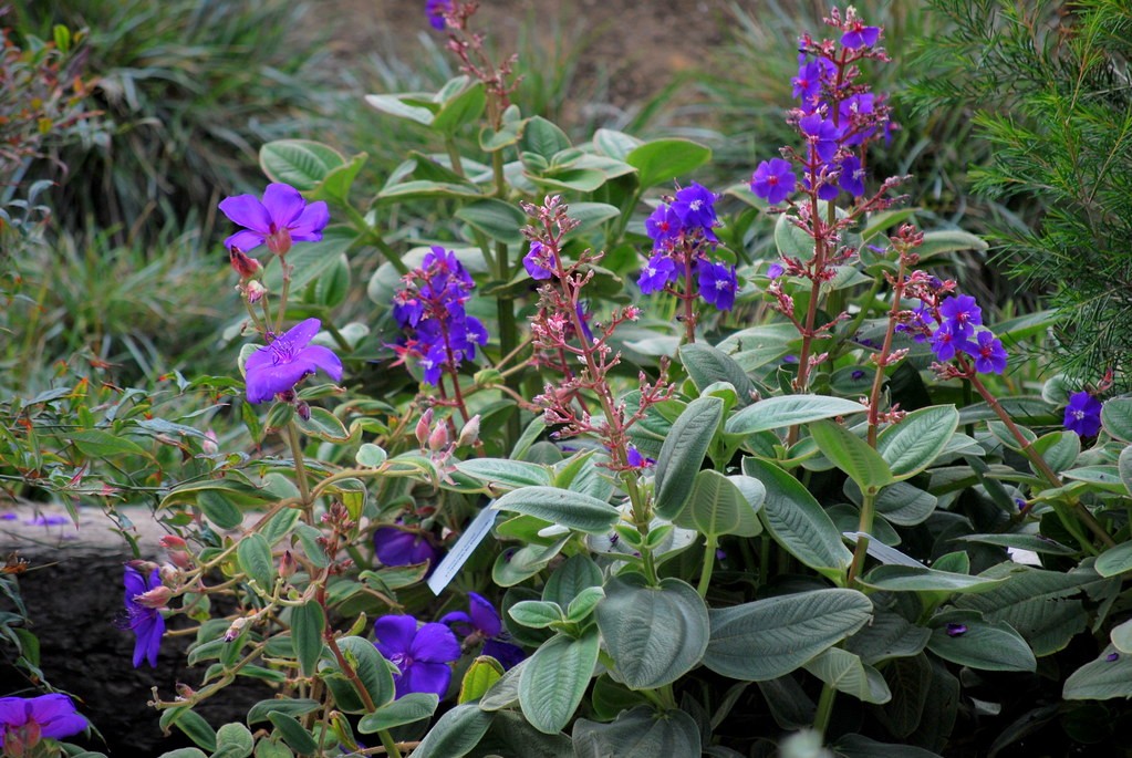 Pleroma tibouchinum Flower, Leaf, Care, Uses - PictureThis