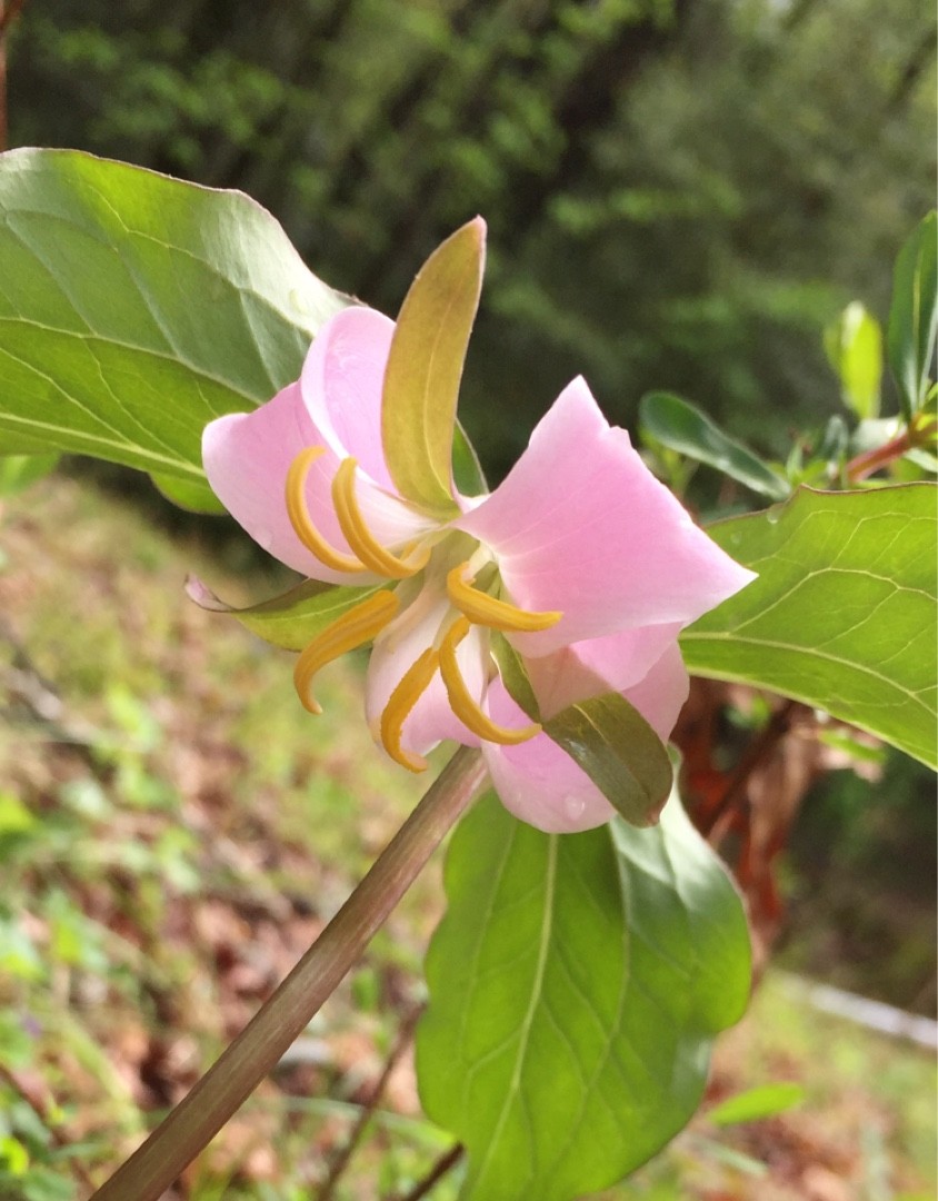 Trilles (Trillium) - PictureThis