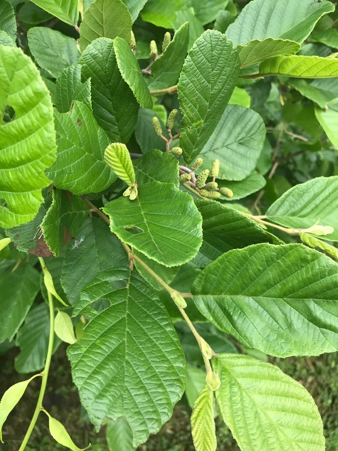 Alnus serrulata - PictureThis