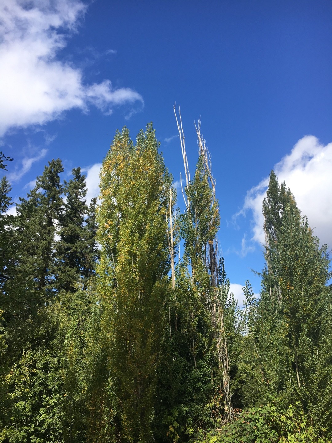 Beeches Care (Watering, Fertilize, Pruning, Propagation) - PictureThis