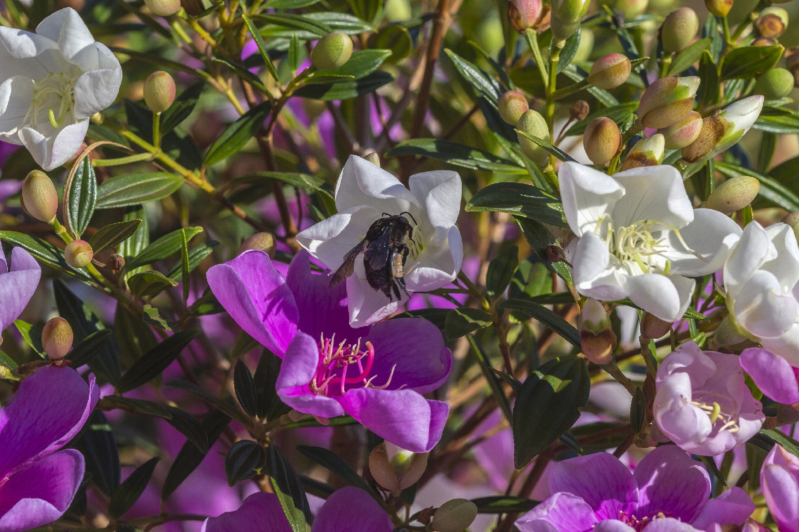 Pleroma tibouchinum Flower, Leaf, Care, Uses - PictureThis