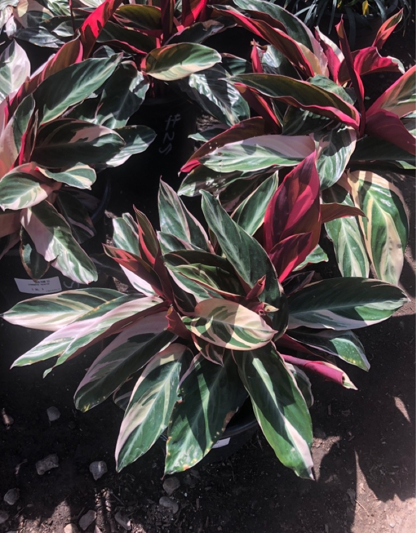 Ctenanthe Flower, Leaf, Care, Uses - PictureThis