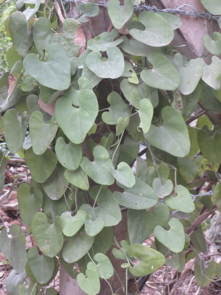 Pepper plants, birthworts, and allies (Piperales) Flower, Leaf, Care ...