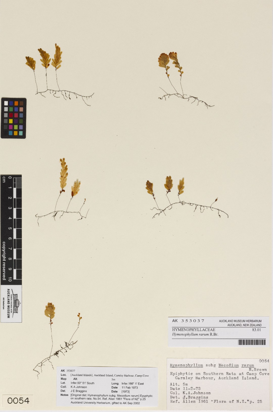Hymenophyllum rarum - PictureThis
