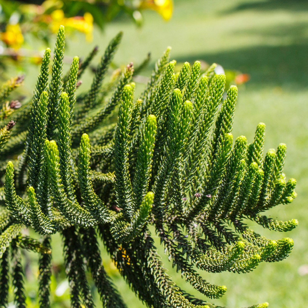 아라우카리아 은 어떻게 관리합니까? - PictureThis