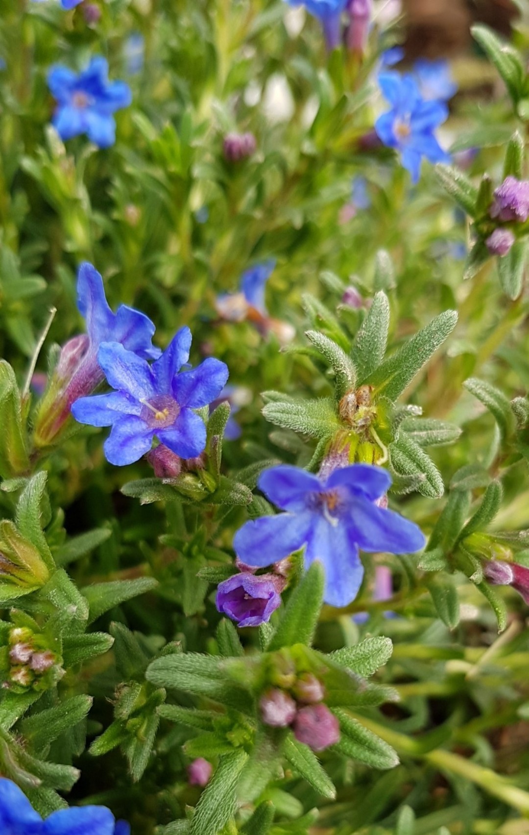 Lithodora Care (Watering, Fertilize, Pruning, Propagation) - PictureThis