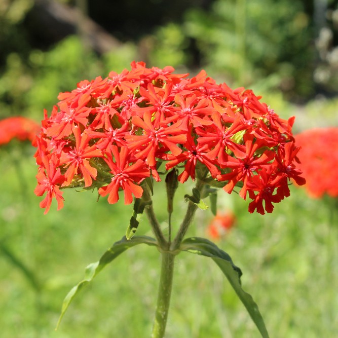 Silene - PictureThis