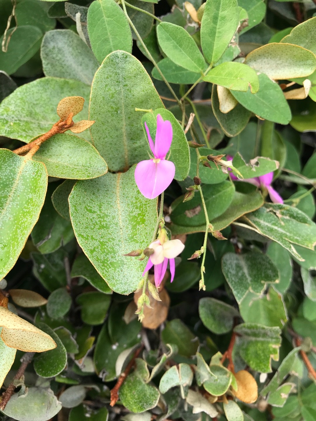 Galactia regularis - PictureThis