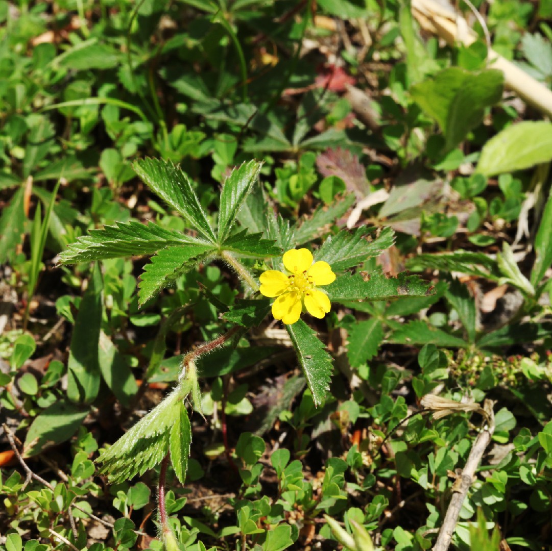 가락지나물 매년 또는 다년생입니까? - PictureThis