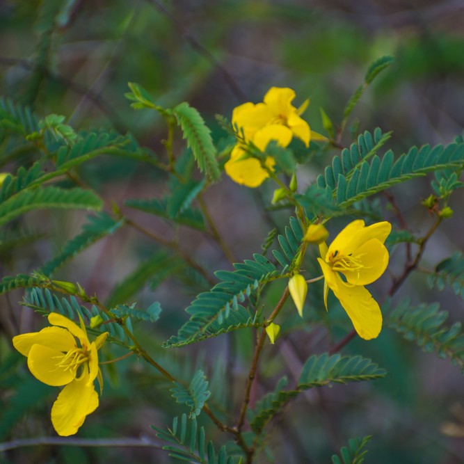 How to Choose and Buy Healthy Partridge pea