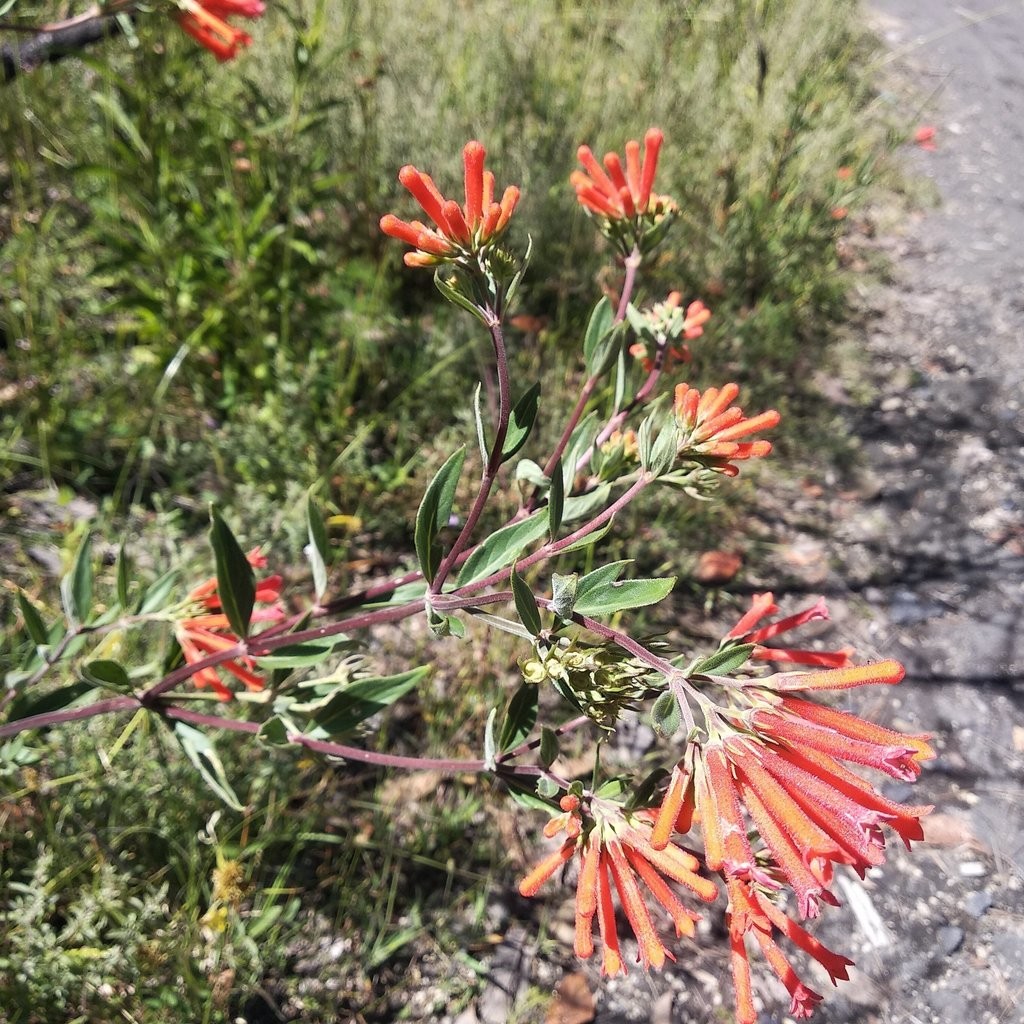 Bouvardia tenuifolia - PictureThis