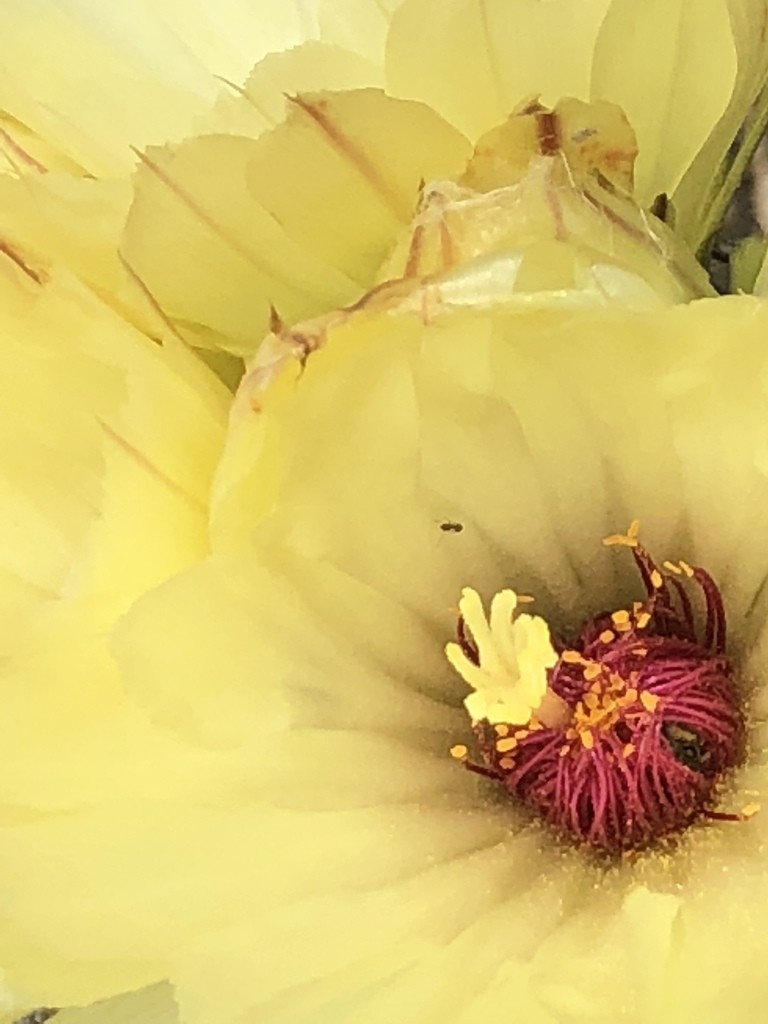 Coryphantha pallida - PictureThis