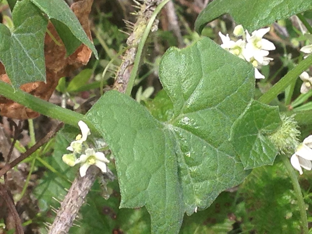 Gourd (Cucurbitaceae) Flower, Leaf, Care, Uses - PictureThis