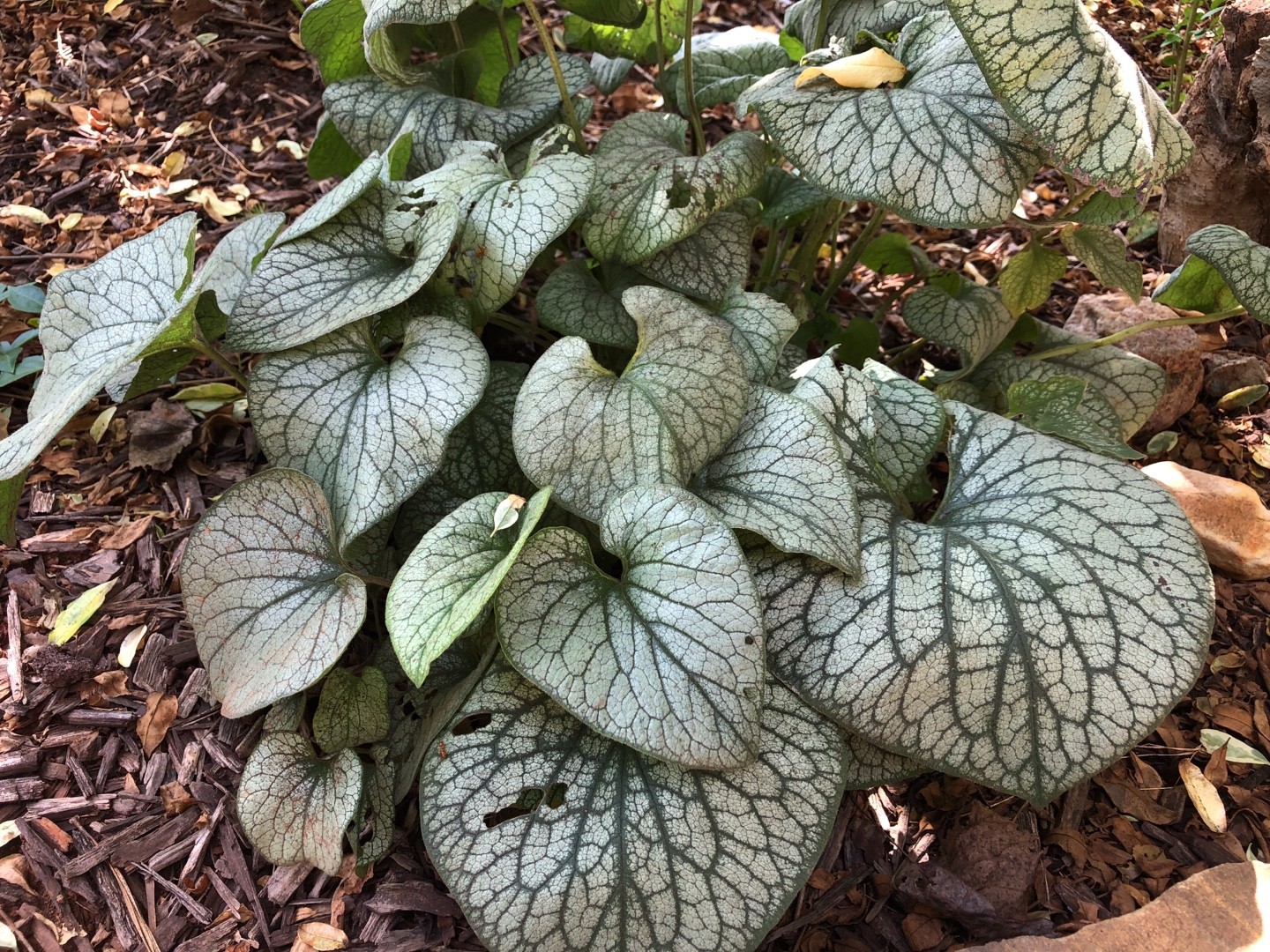 Brunnera macrophylla 'Alexander's Great' - PictureThis
