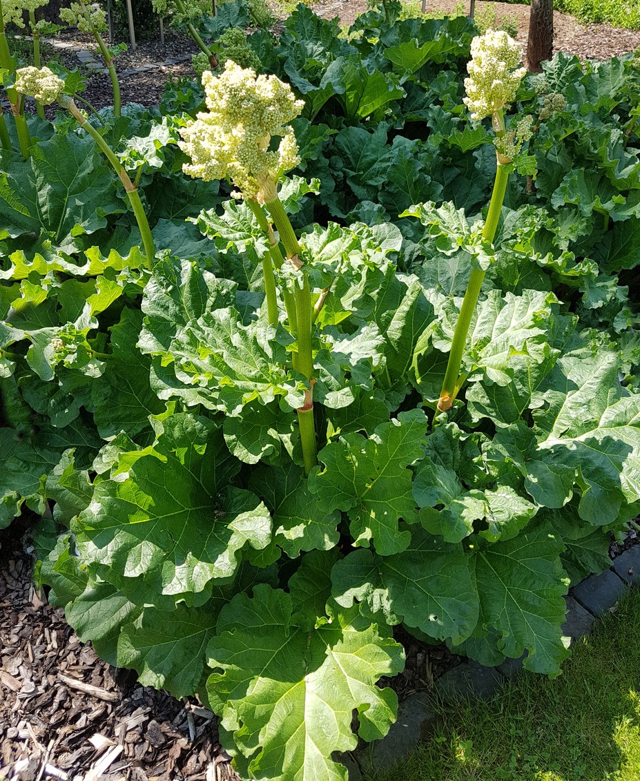 Rhubarbs (Rheum) Flower, Leaf, Care, Uses - PictureThis