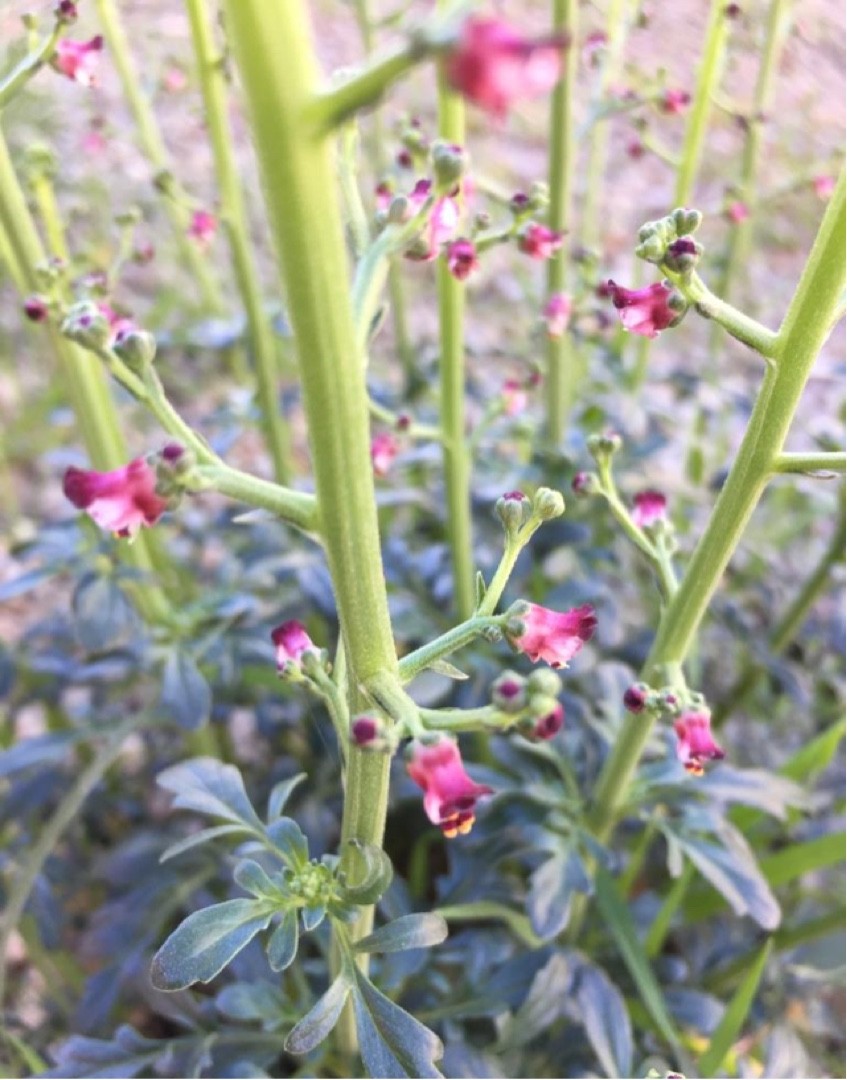 Figworts (Scrophularia) Flower, Leaf, Care, Uses - PictureThis