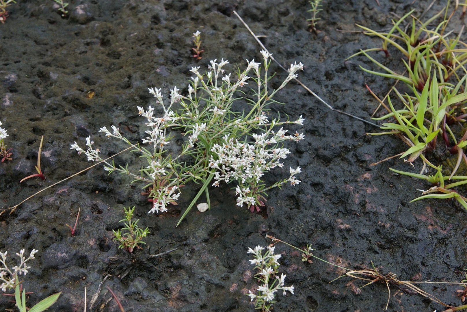Polycarpaea corymbosa - PictureThis