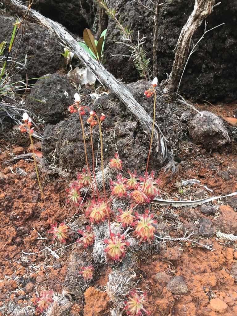 Drosera neocaledonica Flower, Leaf, Care, Uses - PictureThis