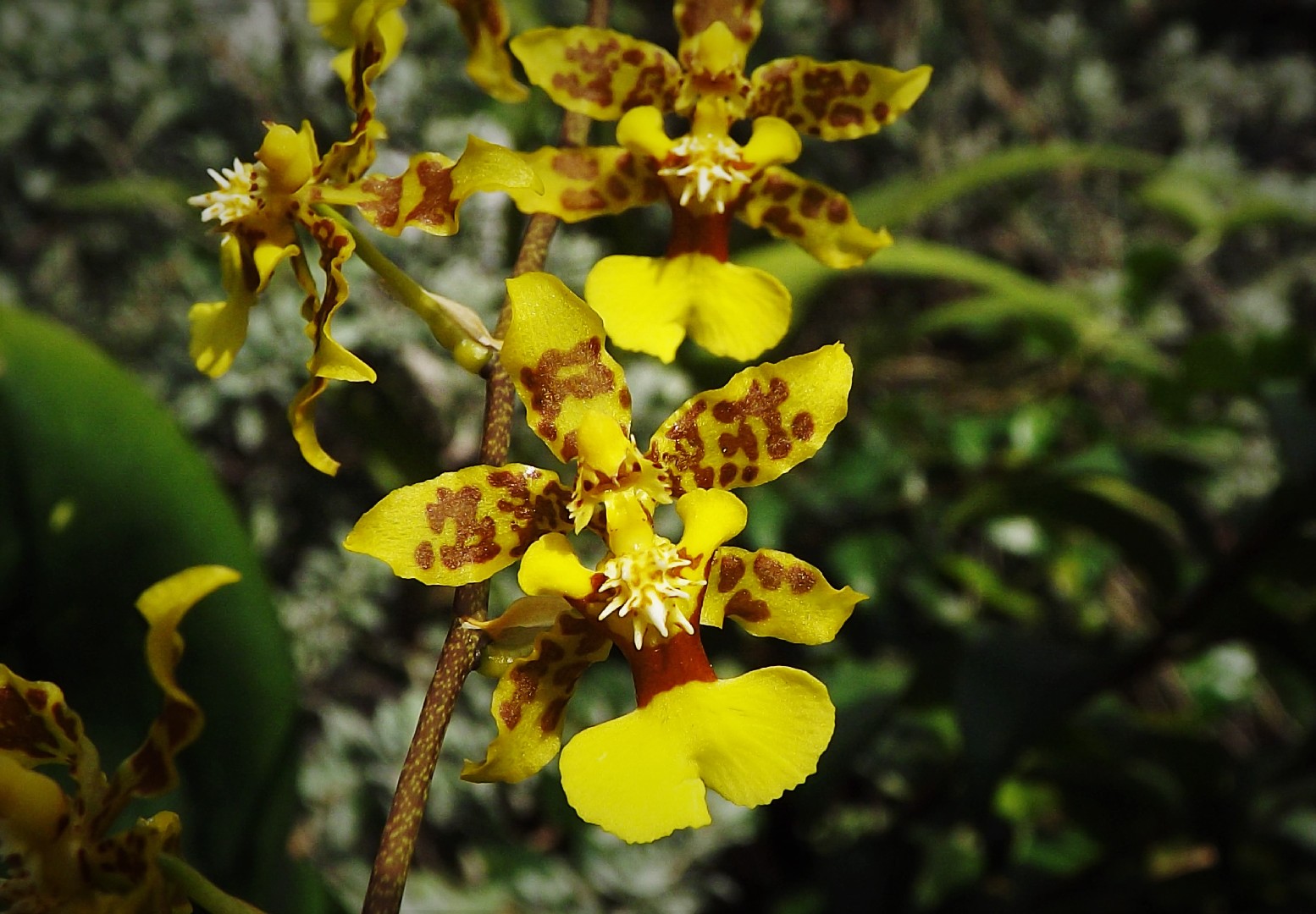 Trichocentrum cebolleta - PictureThis