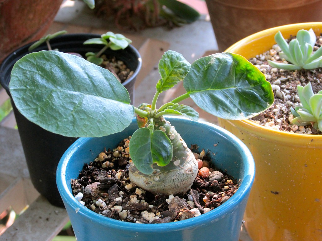 How to Plant and Grow Foetid dorstenia(Dorstenia foetida)