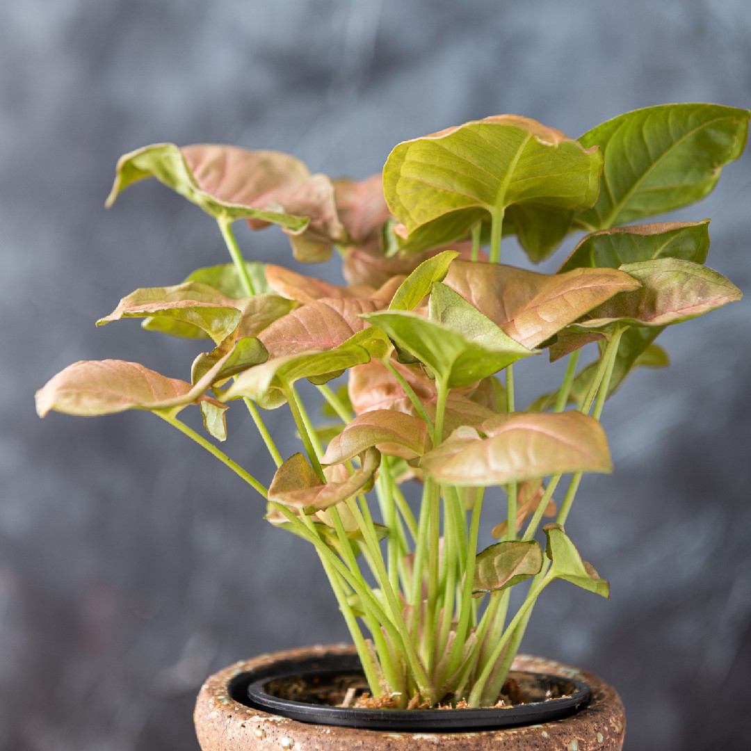 Syngonium podophyllum 'Mango Allusion' - PictureThis