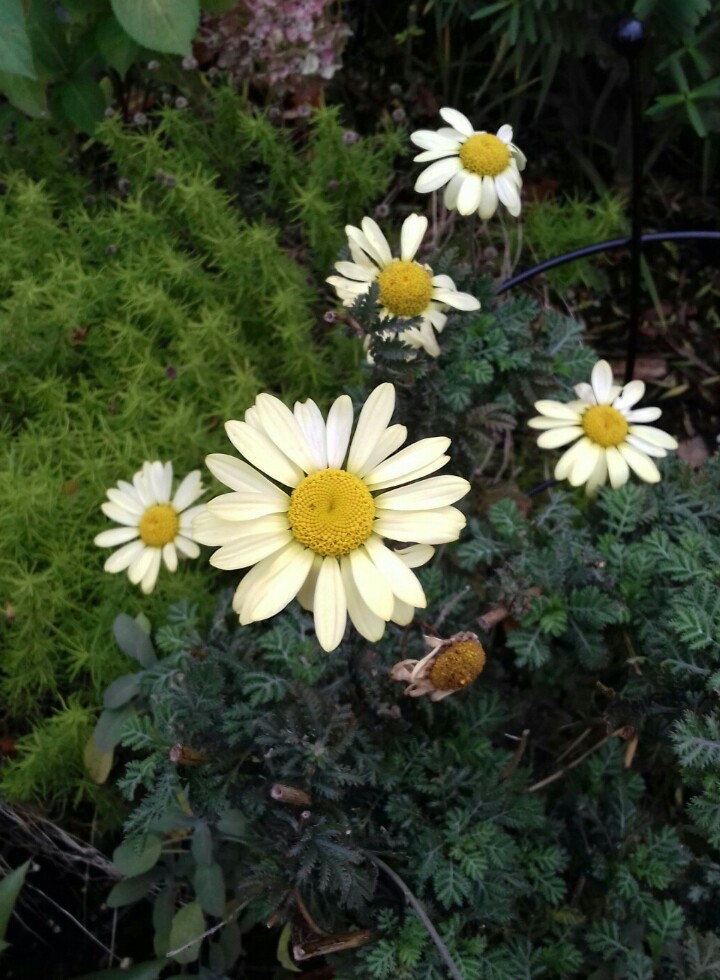 Manzanilla loca (Anacyclus radiatus) - PictureThis