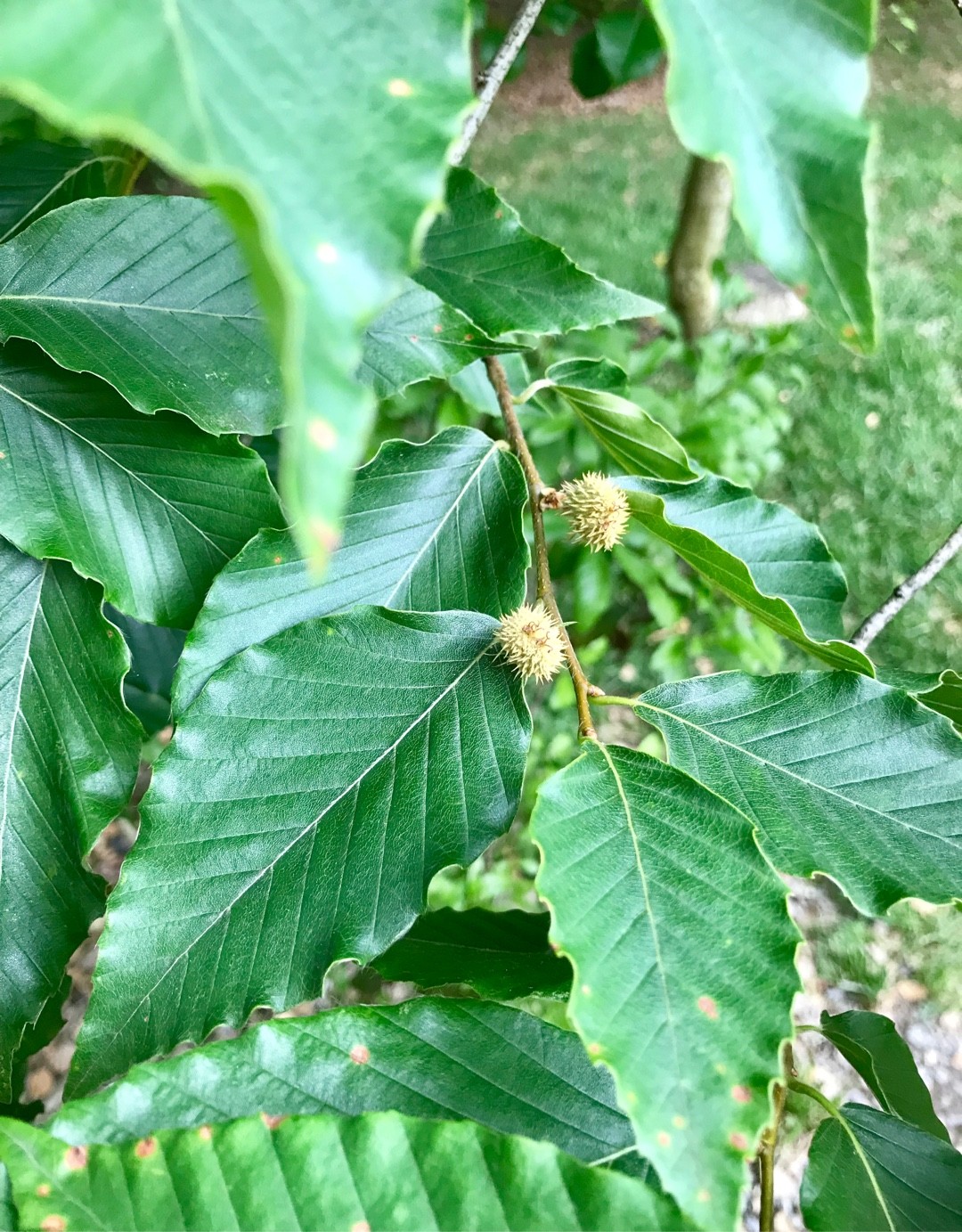 Fagus hayatae - PictureThis
