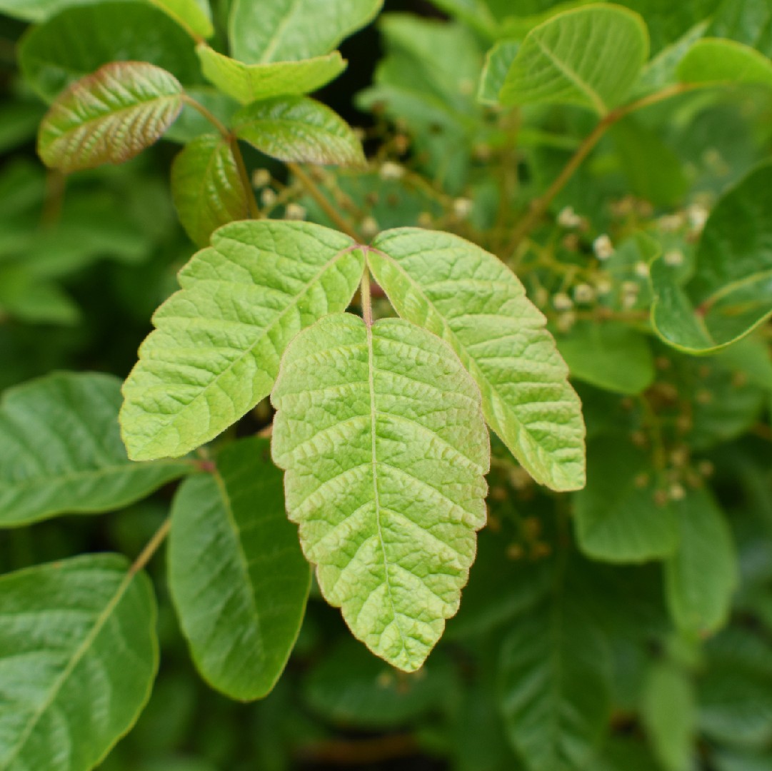 Toxicodendron Flower, Leaf, Care, Uses - PictureThis