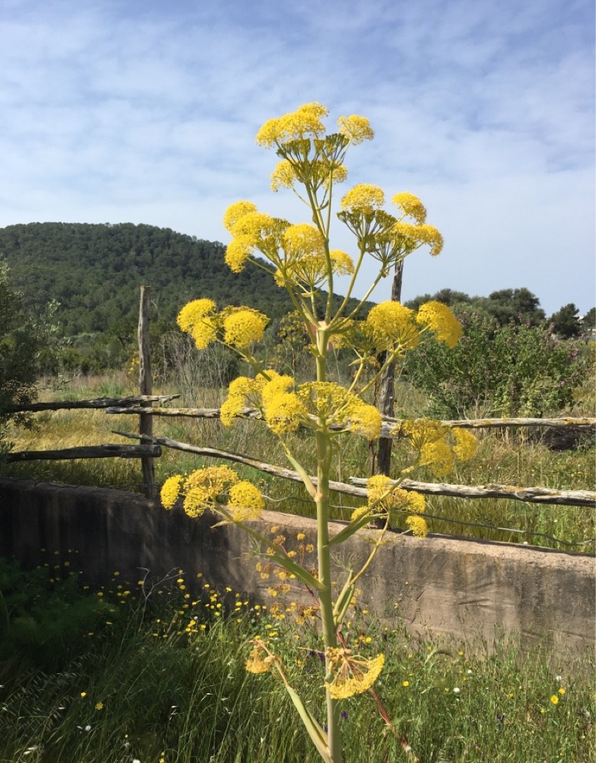 Giant fennel (Ferula communis) Flower, Leaf, Care, Uses - PictureThis