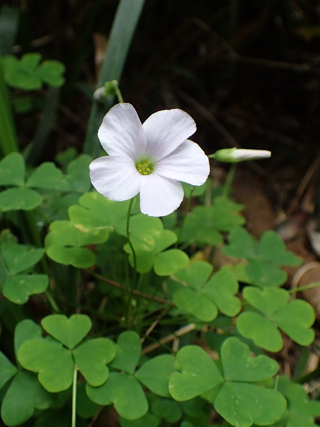 Oxalis magellanica - PictureThis