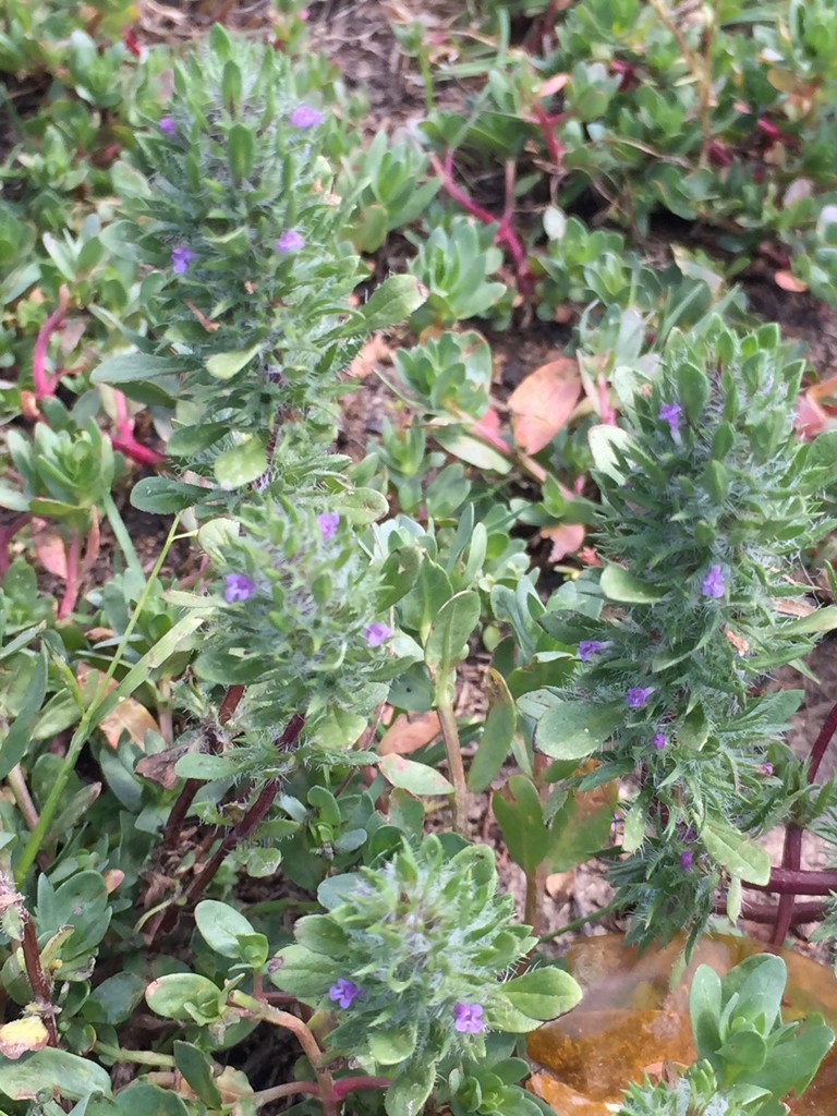 Pogogyne zizyphoroides - PictureThis