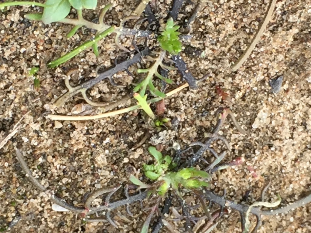 Winged water-starwort (Callitriche marginata) Flower, Leaf, Care, Uses ...