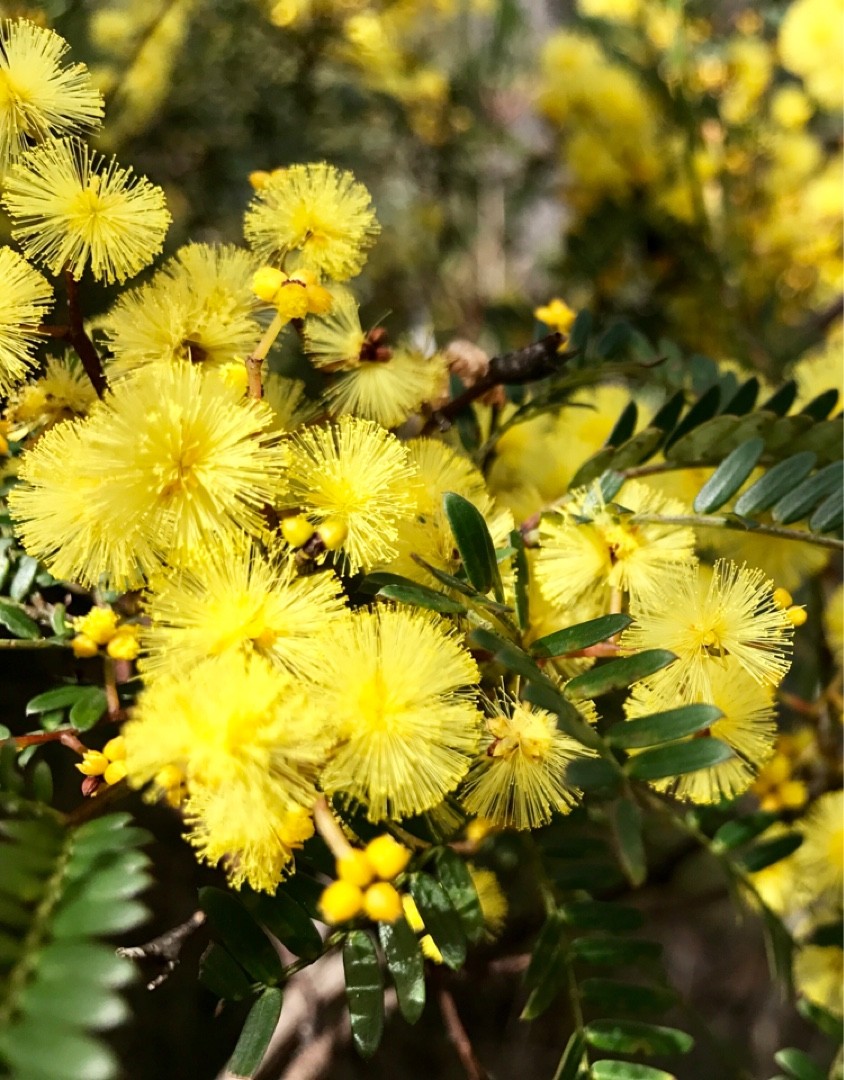 Acacia terminalis (Acacia terminalis) - Picturethis
