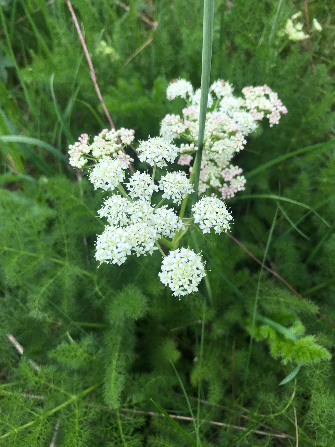 Meum Flower, Leaf, Care, Uses - PictureThis