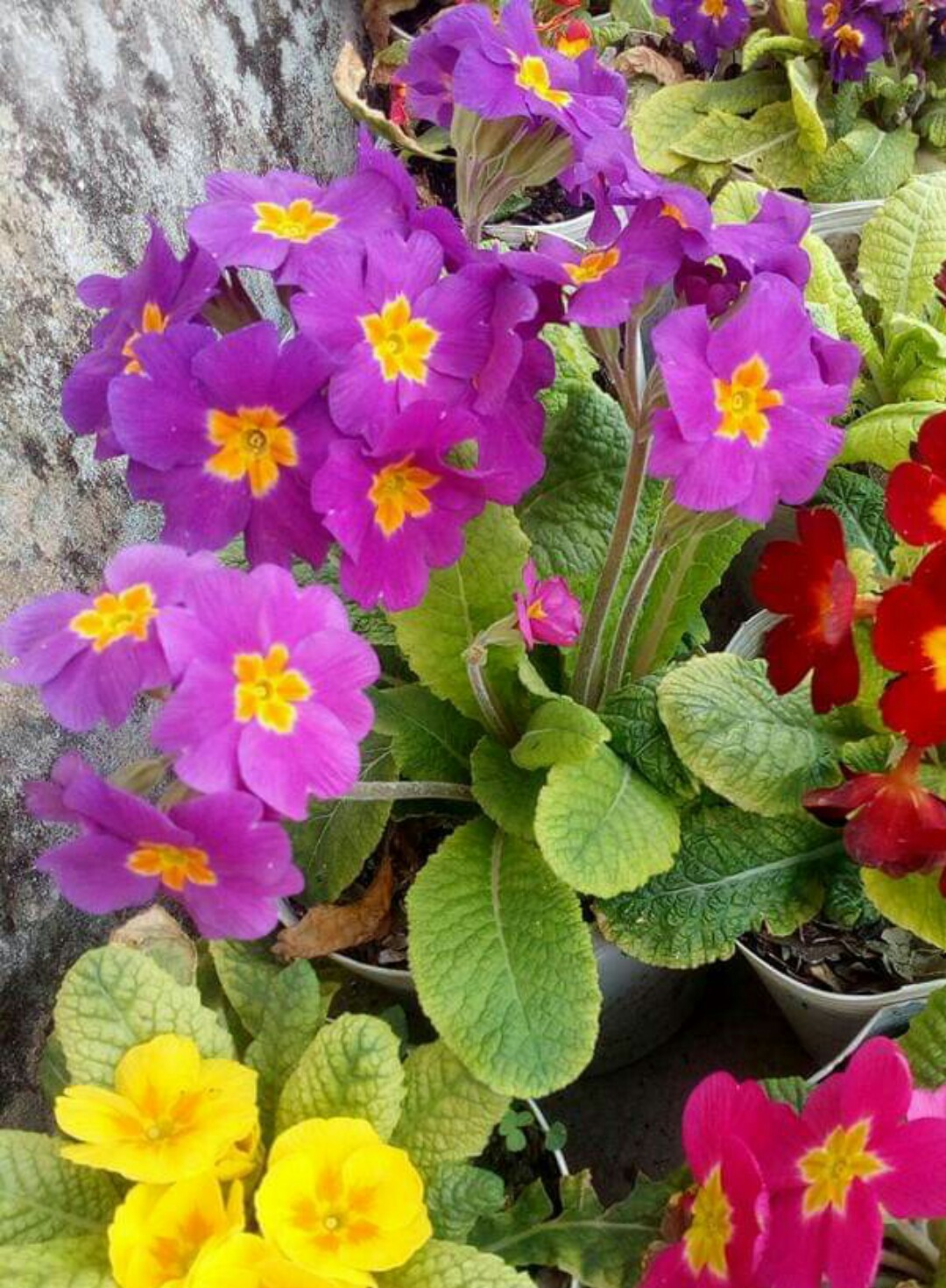 Primula polyanthus 'Crescendo Pink and Rose Shades' - PictureThis