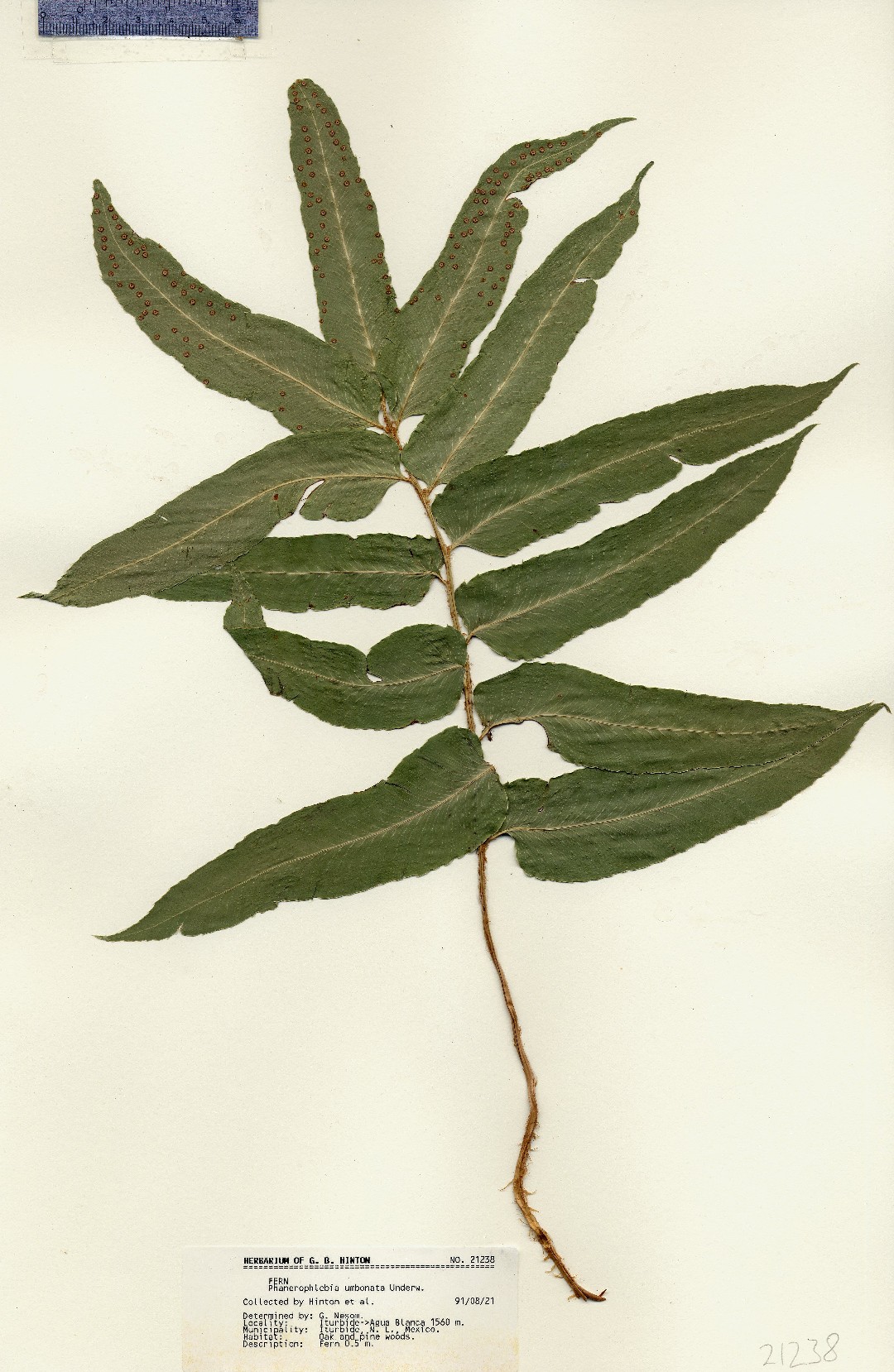 Belly-button vein fern (Phanerophlebia umbonata) Flower, Leaf, Care ...