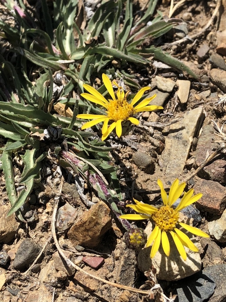 Pyrrocoma - PictureThis