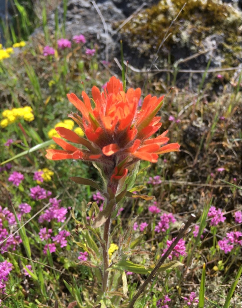 Кастиллея (Castilleja) - PictureThis