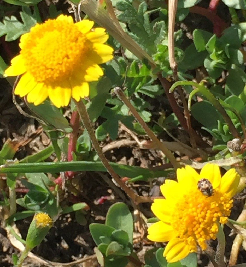 Lasthenia fremontii - PictureThis