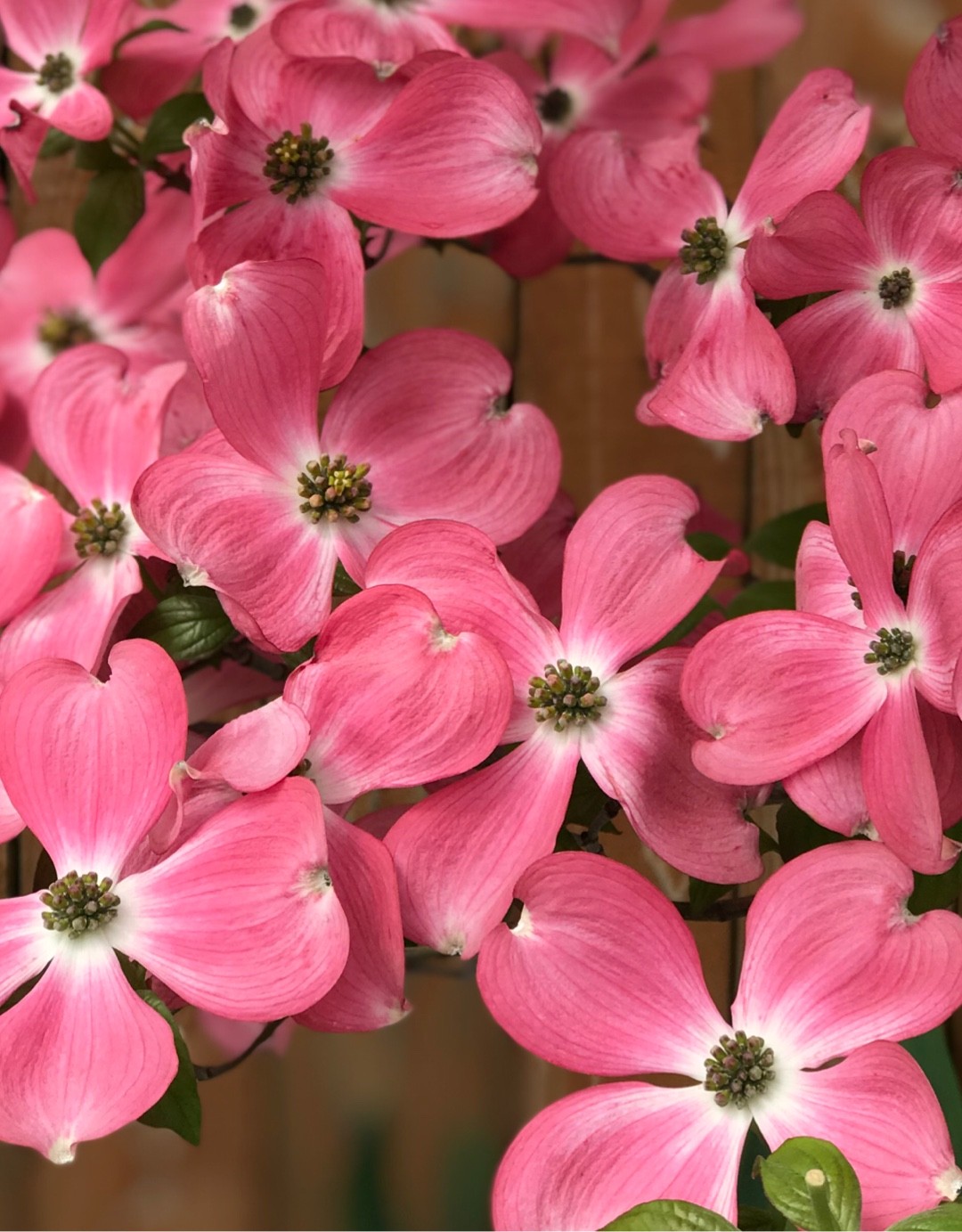 Cornus - PictureThis