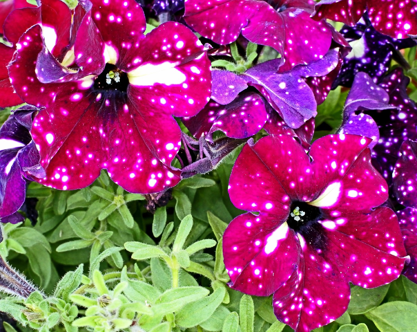 Petunias (Petunia) Flower, Leaf, Care, Uses - PictureThis