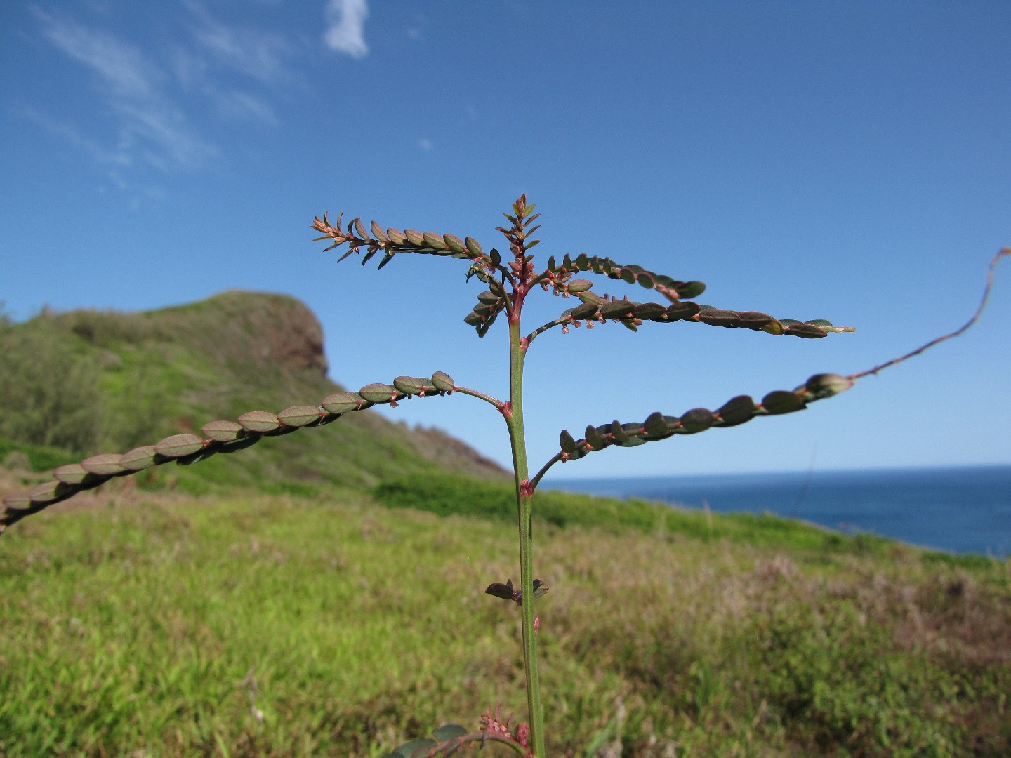 Phyllanthus debilis - PictureThis
