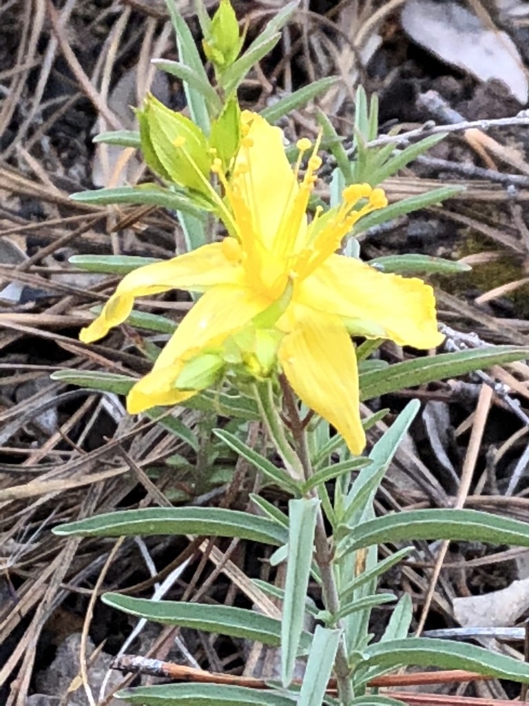 Hypericum concinnum - PictureThis