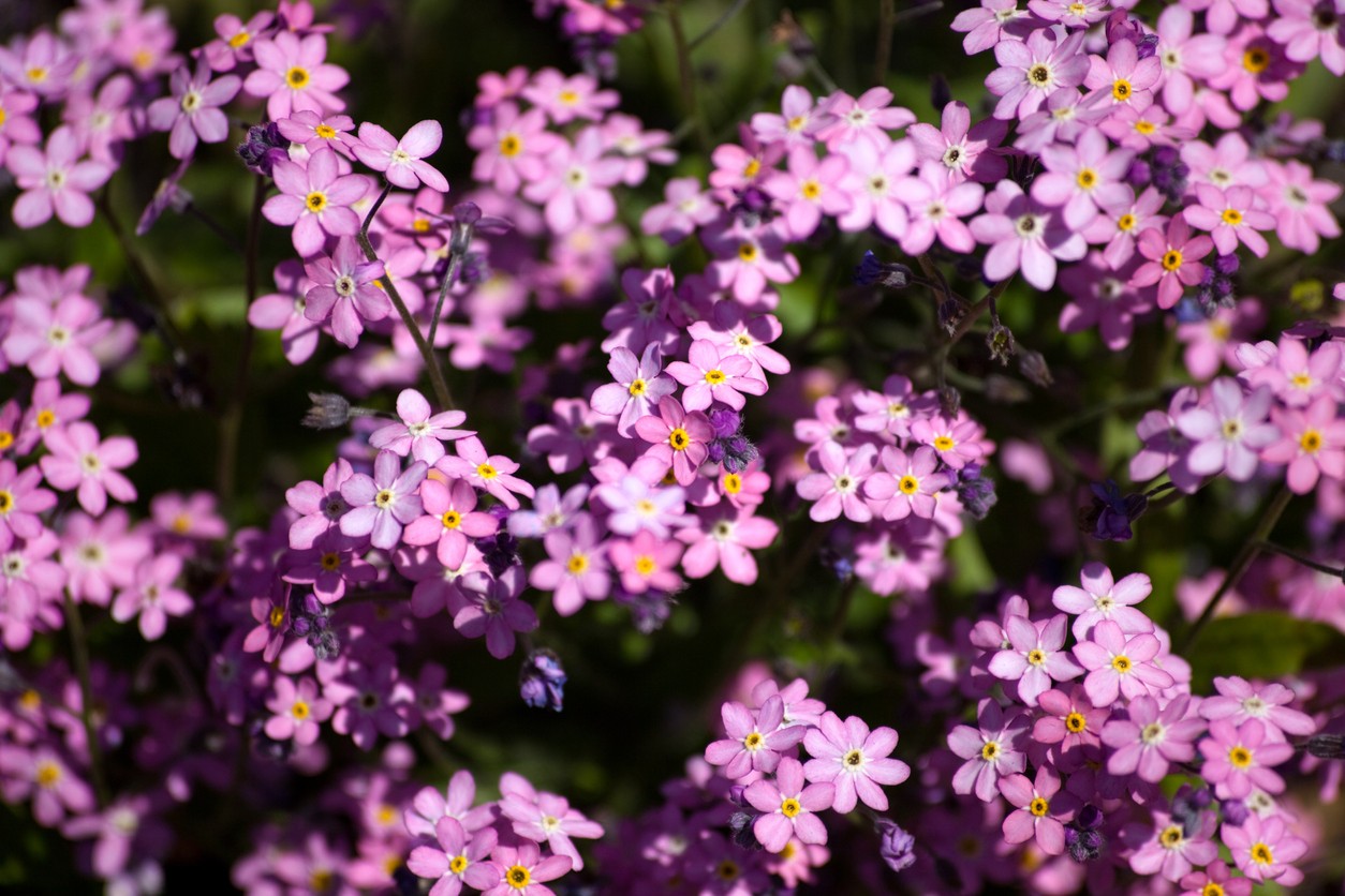 Androsace spinulifera - PictureThis