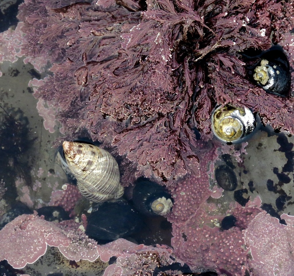 Lithothamnion - PictureThis