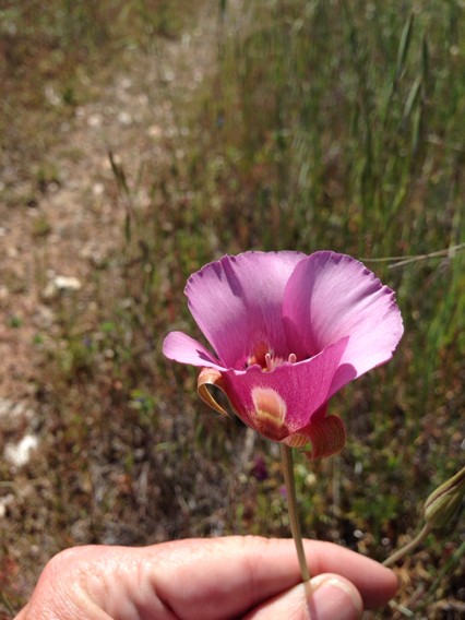 Calochortus argillosus - PictureThis
